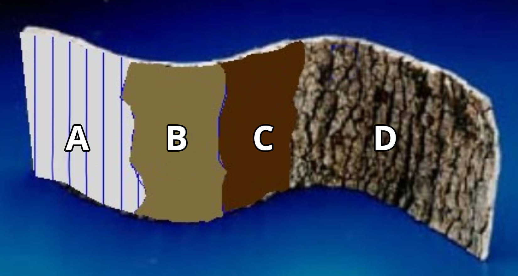 Tree Bark - Creative Polymers